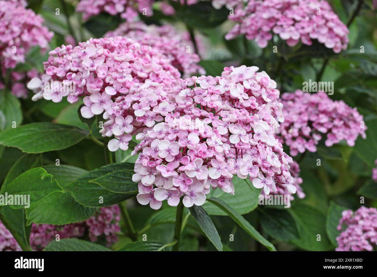 Ayesha hydrangea hi-res stock photography and images - Alamy