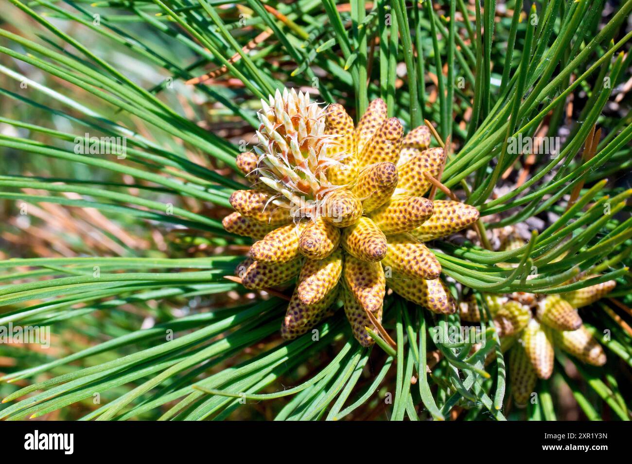 Black Pine (pinus nigra), close up showing the male flower buds clustered at the base of the new ...