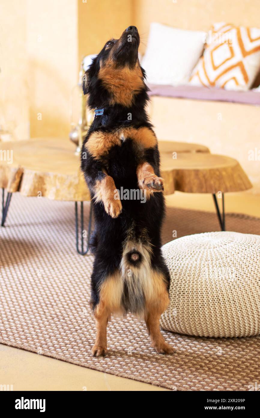 There is a dog standing upright on its hind legs in a cozy living room ...