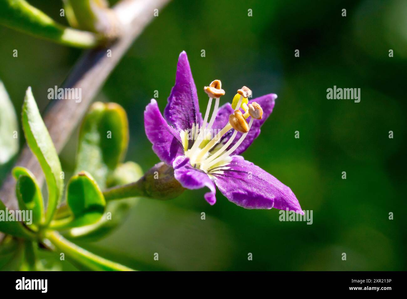 Spring lycium hi-res stock photography and images - Alamy