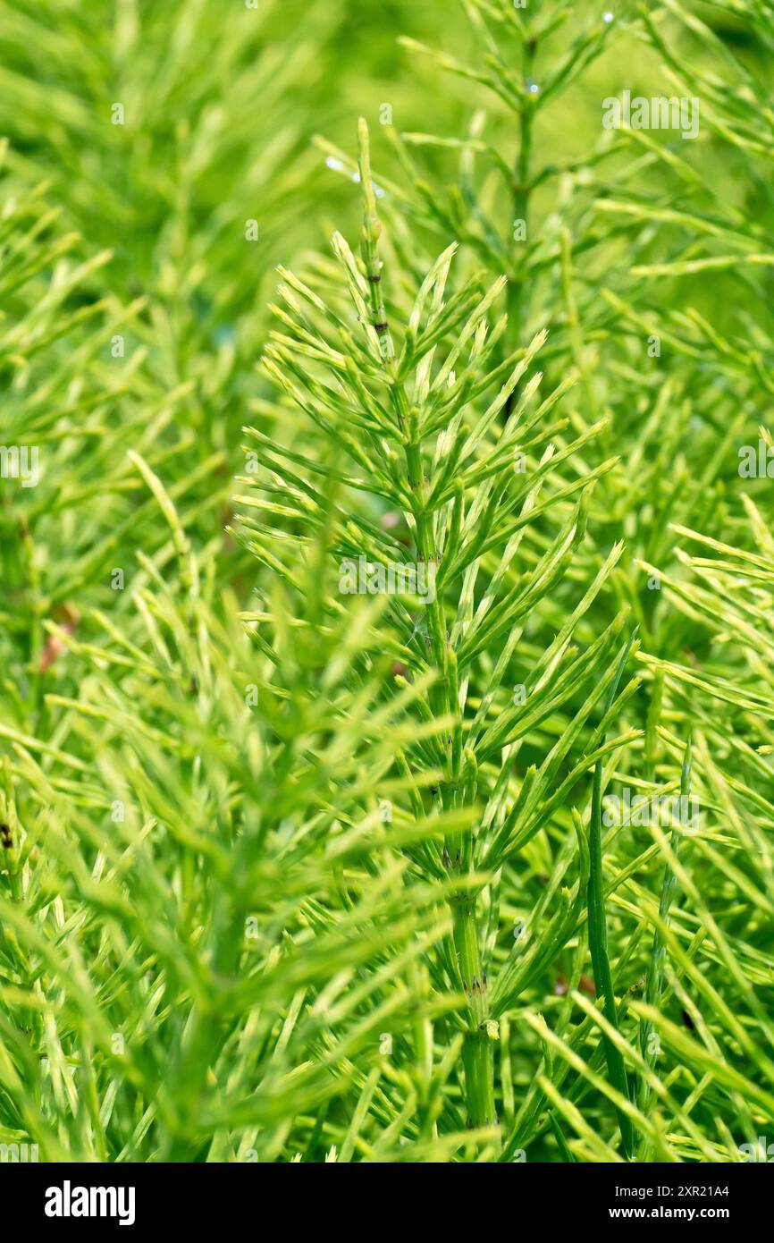 Field Horsetail (equisetum arvense), close up showing the distinctive ...