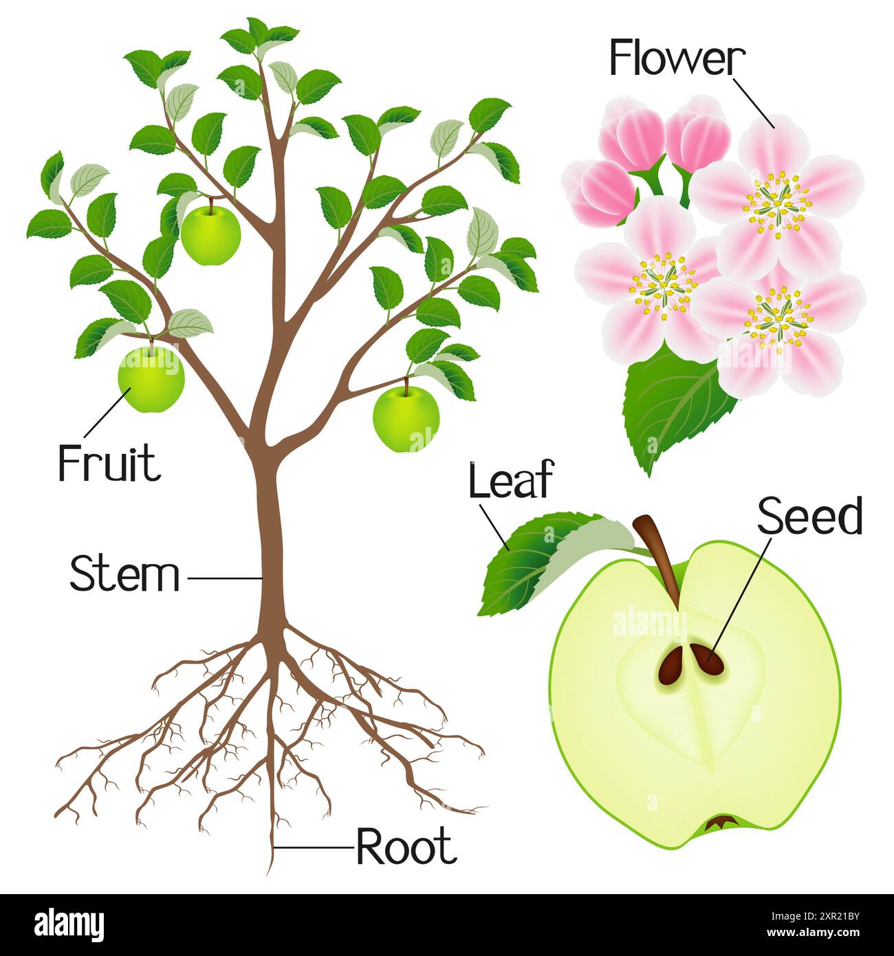 Plant structure of apple tree isolated on white background Stock Vector ...