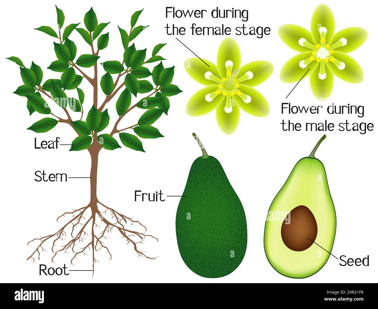 Plant reproduction part Cut Out Stock Images & Pictures - Alamy