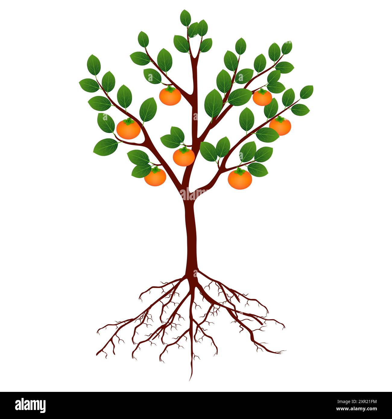 Persimmon isolated on white Stock Vector Images - Alamy