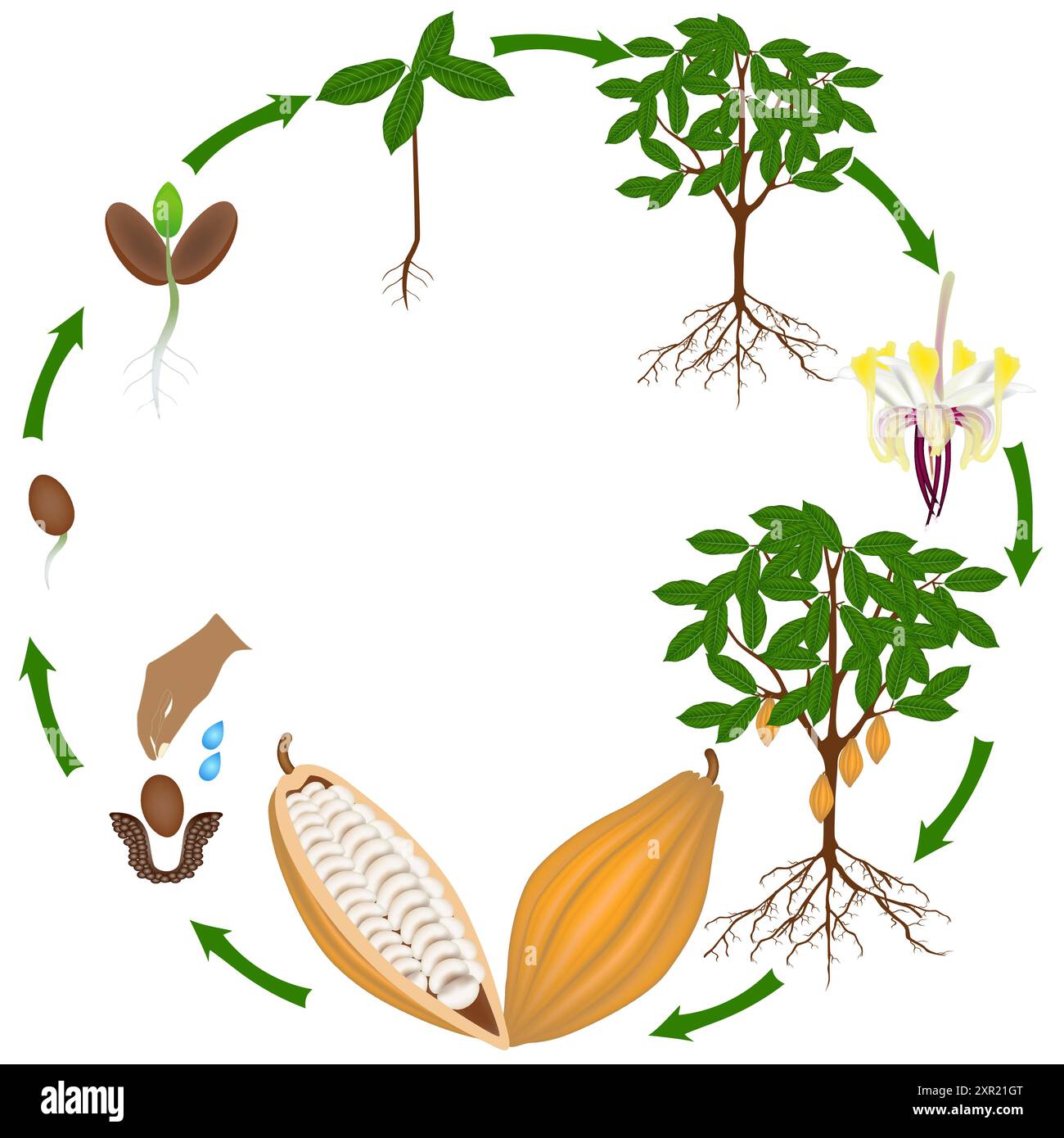 Tree life cycle diagram Cut Out Stock Images & Pictures - Alamy