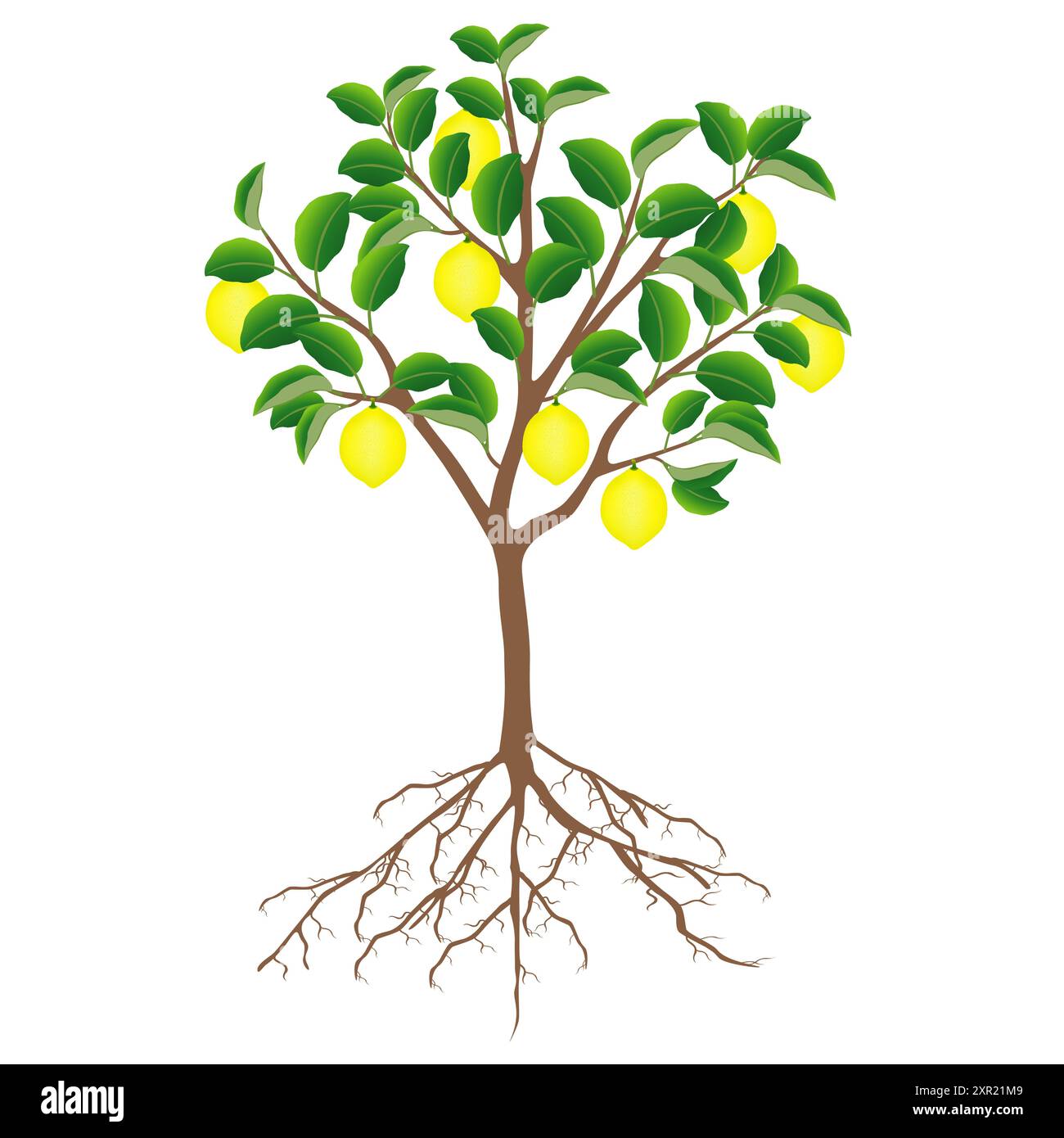 Lemon tree roots hi-res stock photography and images - Alamy