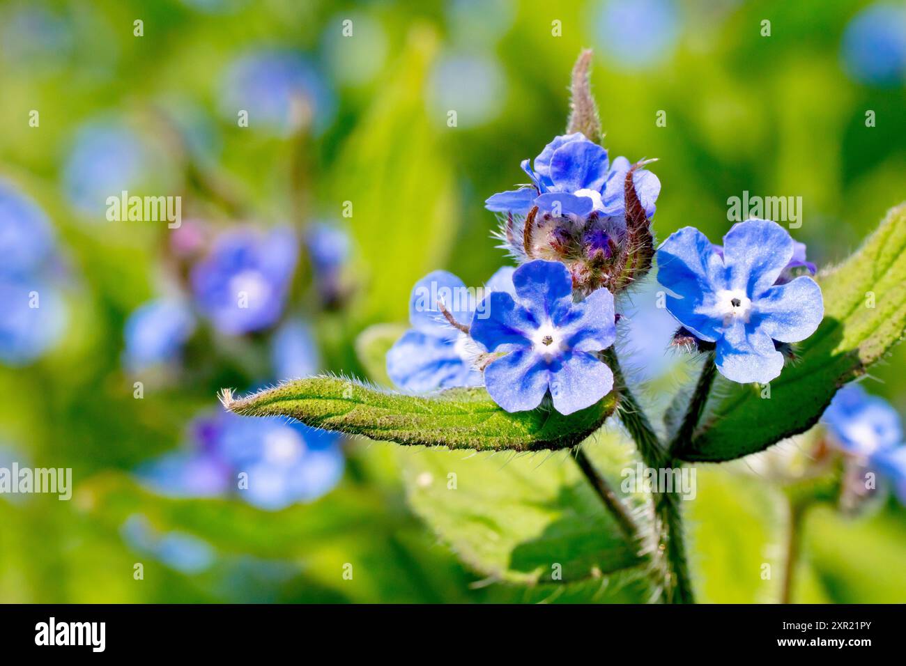 Green Alkanet (pentaglottis sempervirens), close up showing the bright ...