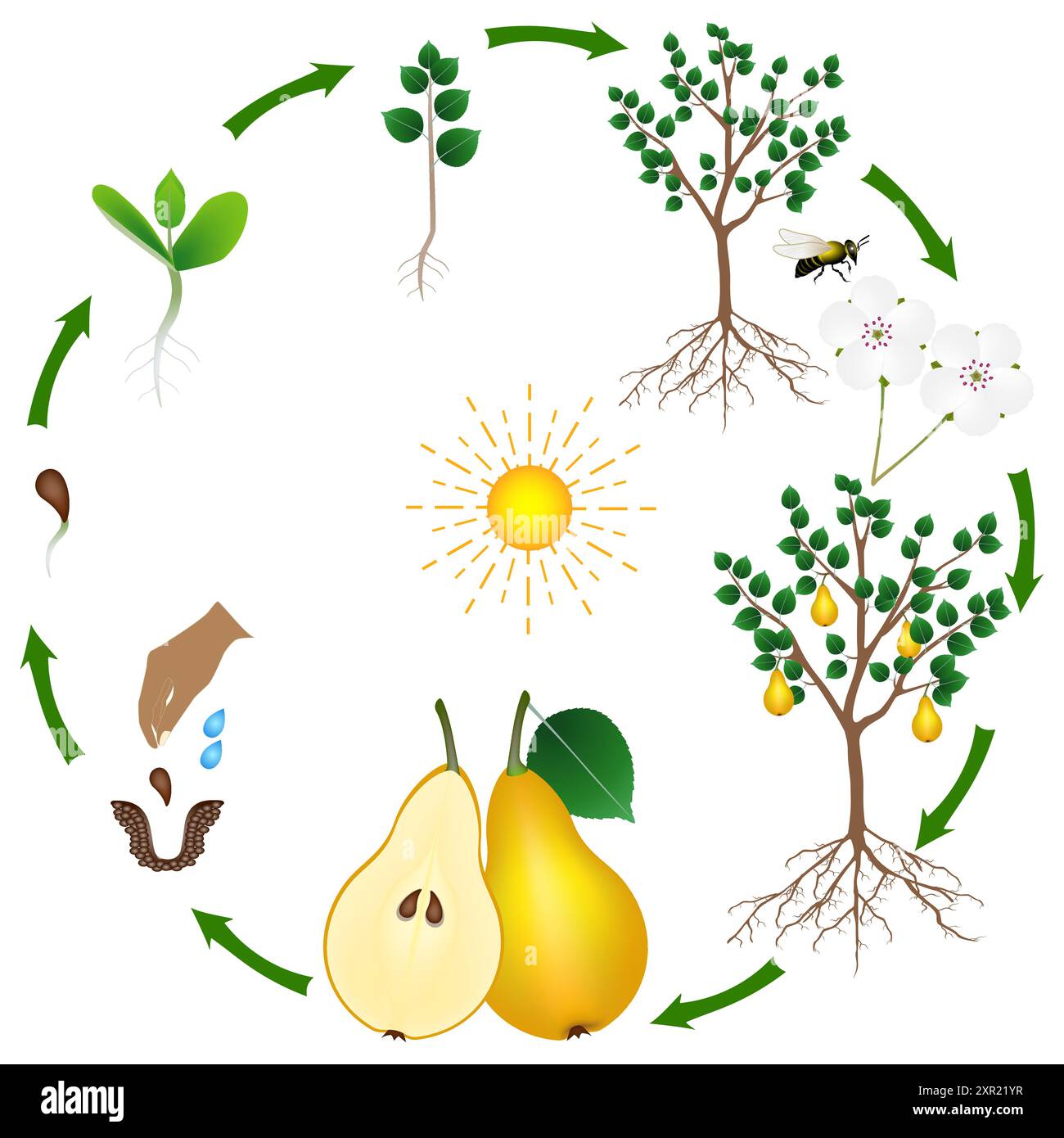 Life cycle of a pear tree on a white background Stock Vector Image ...
