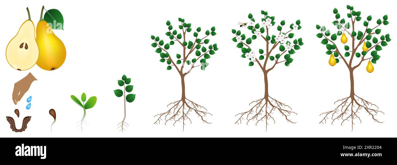 The pear growth cycle is isolated on a white background Stock Vector ...