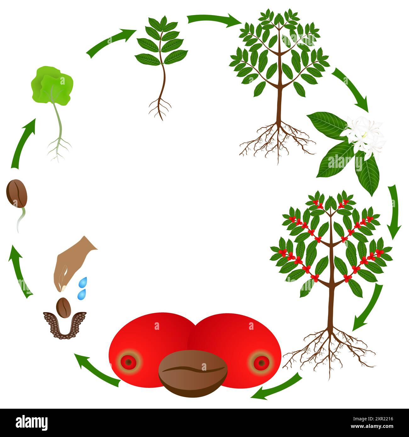Coffee growth cycle hi-res stock photography and images - Alamy