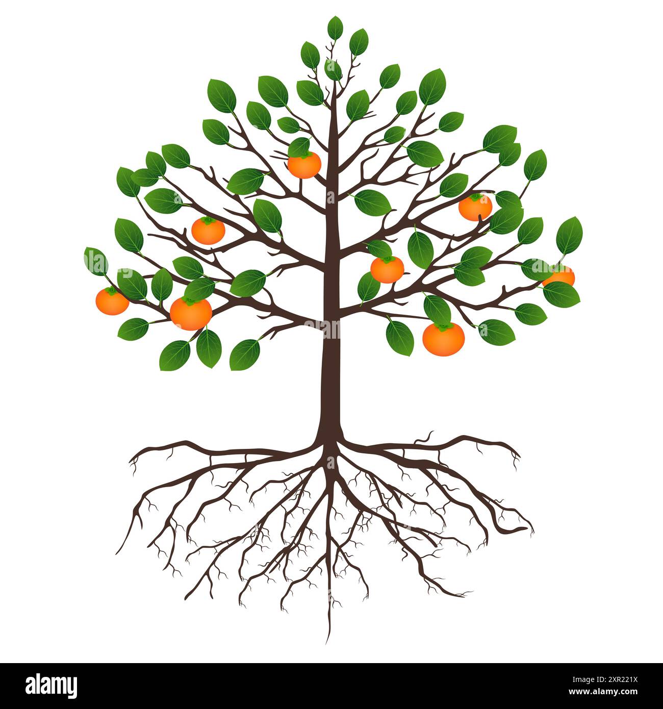 Persimmon growing tree branch Stock Vector Images - Alamy