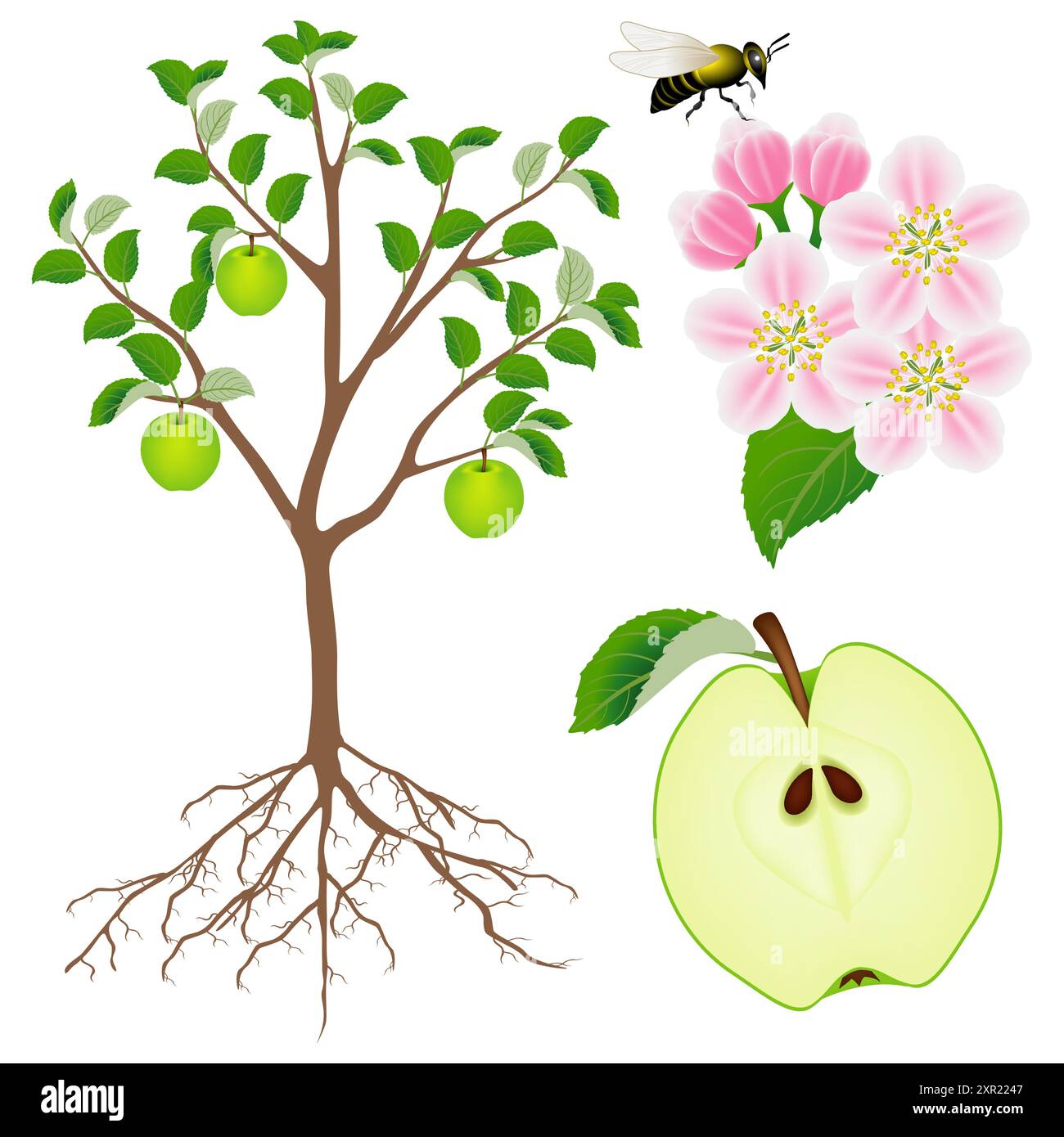 Plant parts tree seeds Cut Out Stock Images & Pictures - Alamy