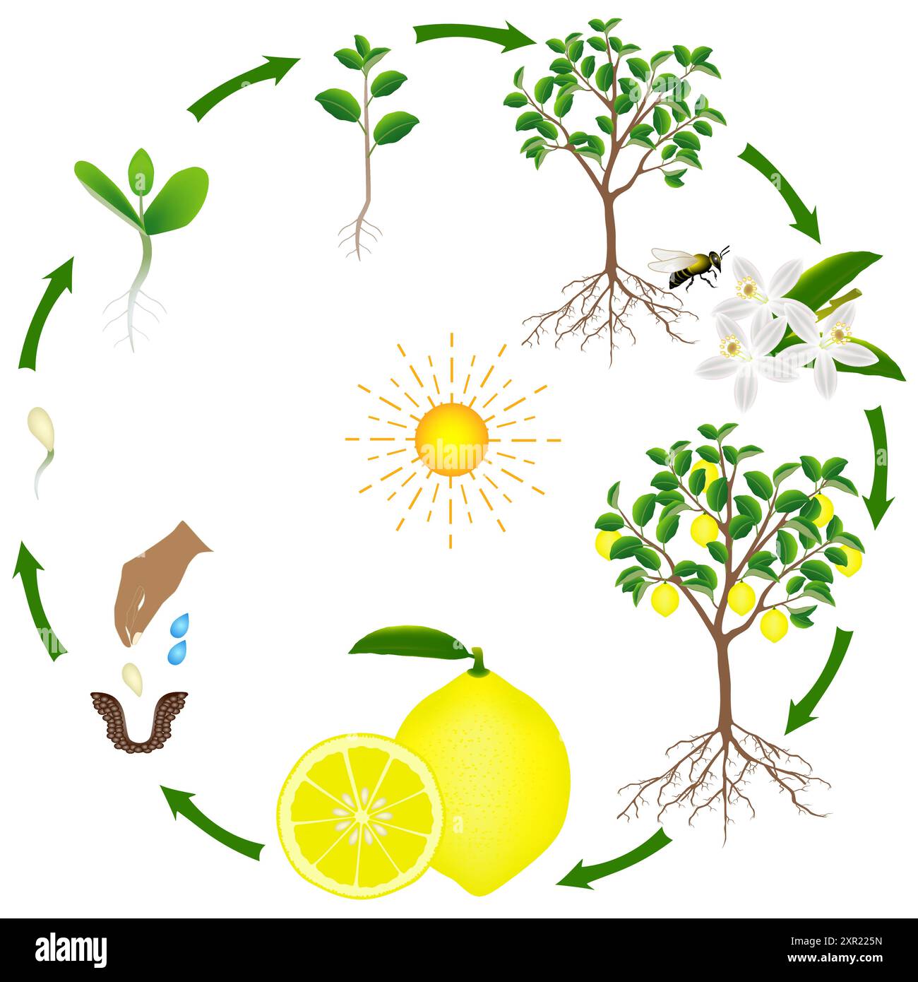 Lemon tree farm Stock Vector Images - Alamy