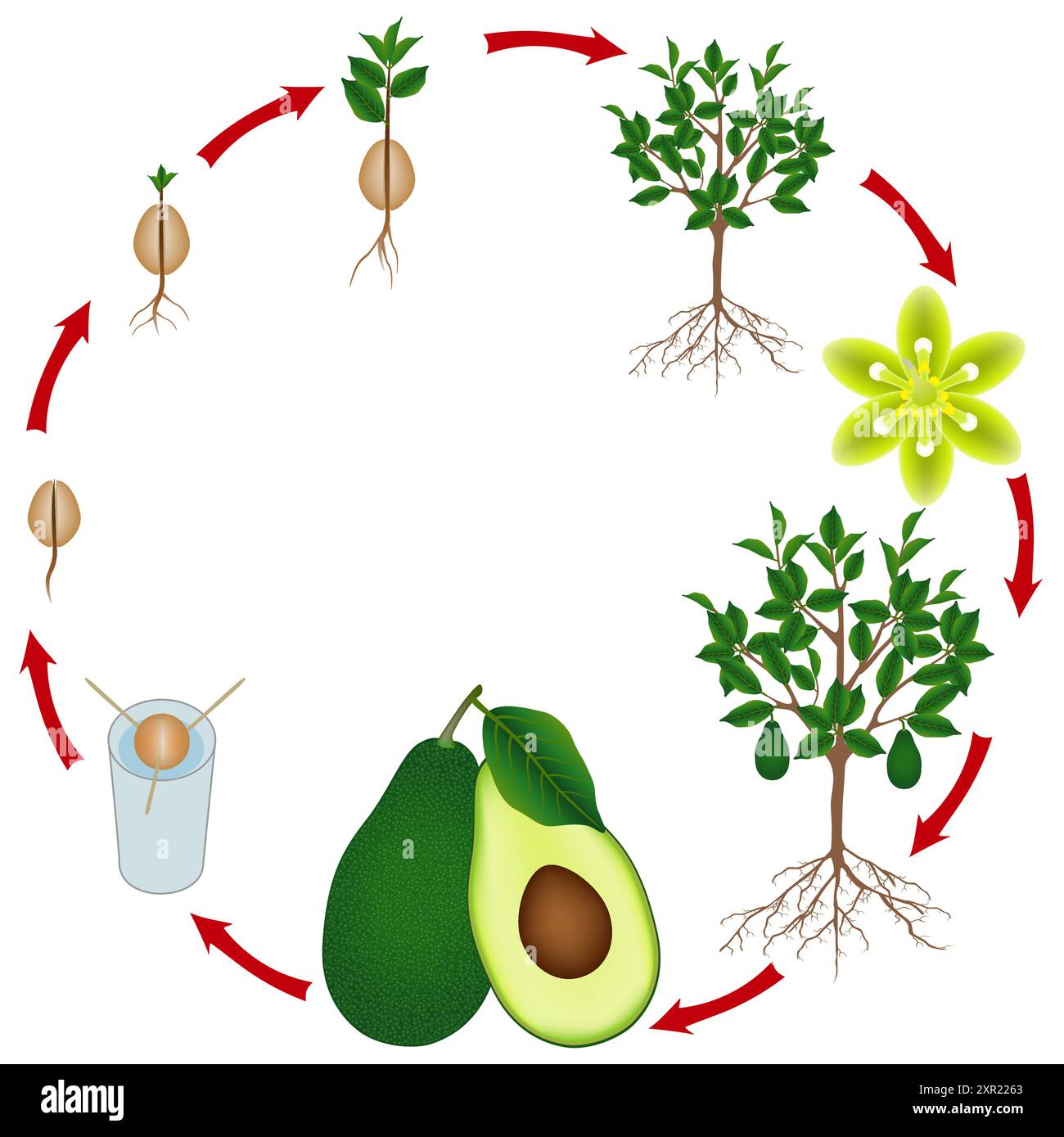 Life cycle of an avocado tree on a white background Stock Vector Image ...