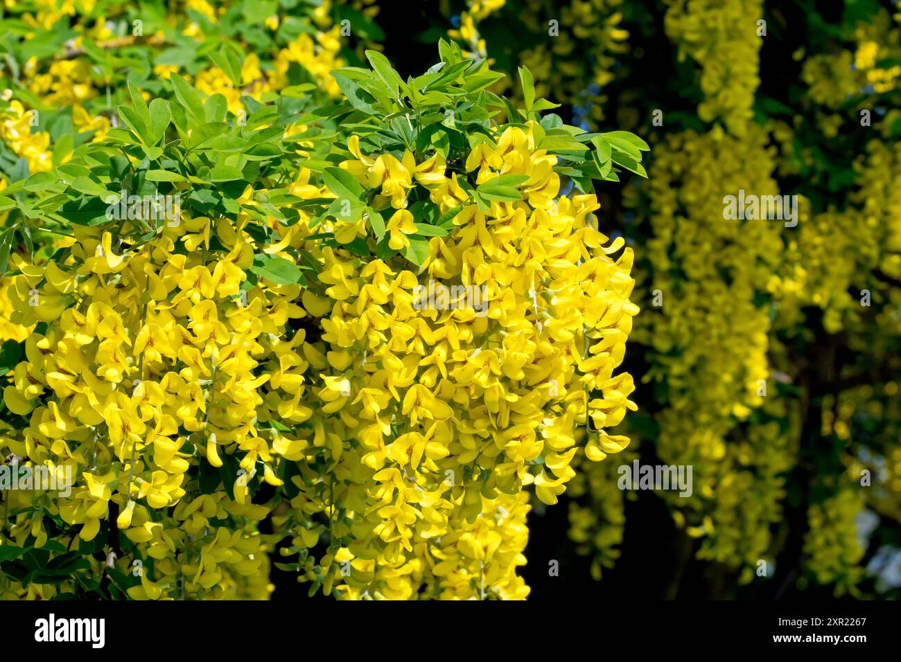 Laburnum (laburnum anagyroides), close up of a branch of the commonly ...