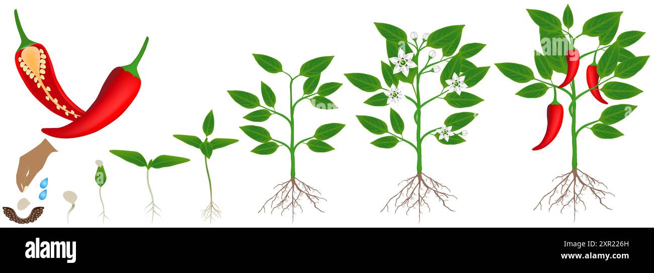Cycle of growth of a plant of chili peppers isolated on a white background Stock Vector Image ...