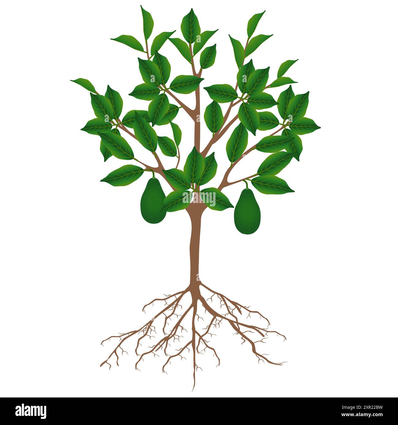 Avocado tree leaves Stock Vector Images - Alamy