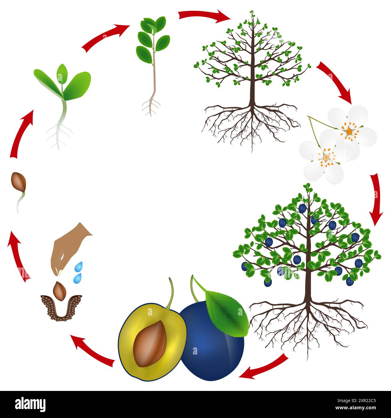 Tree life cycle diagram hi-res stock photography and images - Alamy