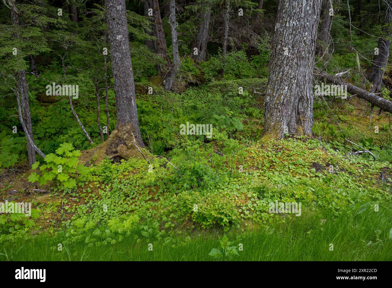 Natural undergrowth hi-res stock photography and images - Alamy
