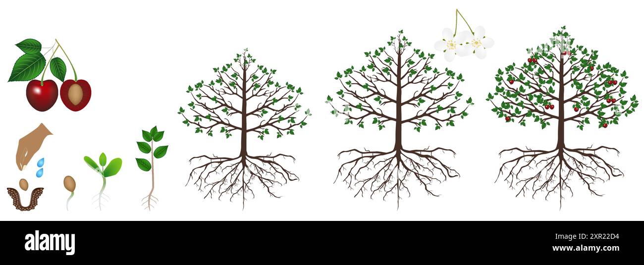 Cycle of growth of a cherry plant is isolated on a white background ...