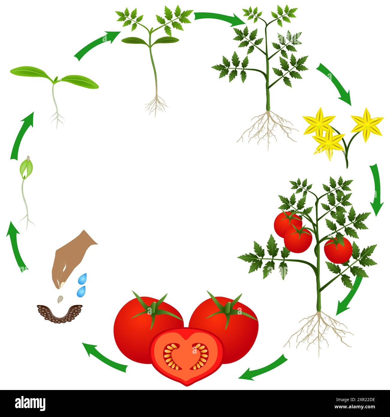 Life cycle of a tomato plant on a white background Stock Vector Image ...