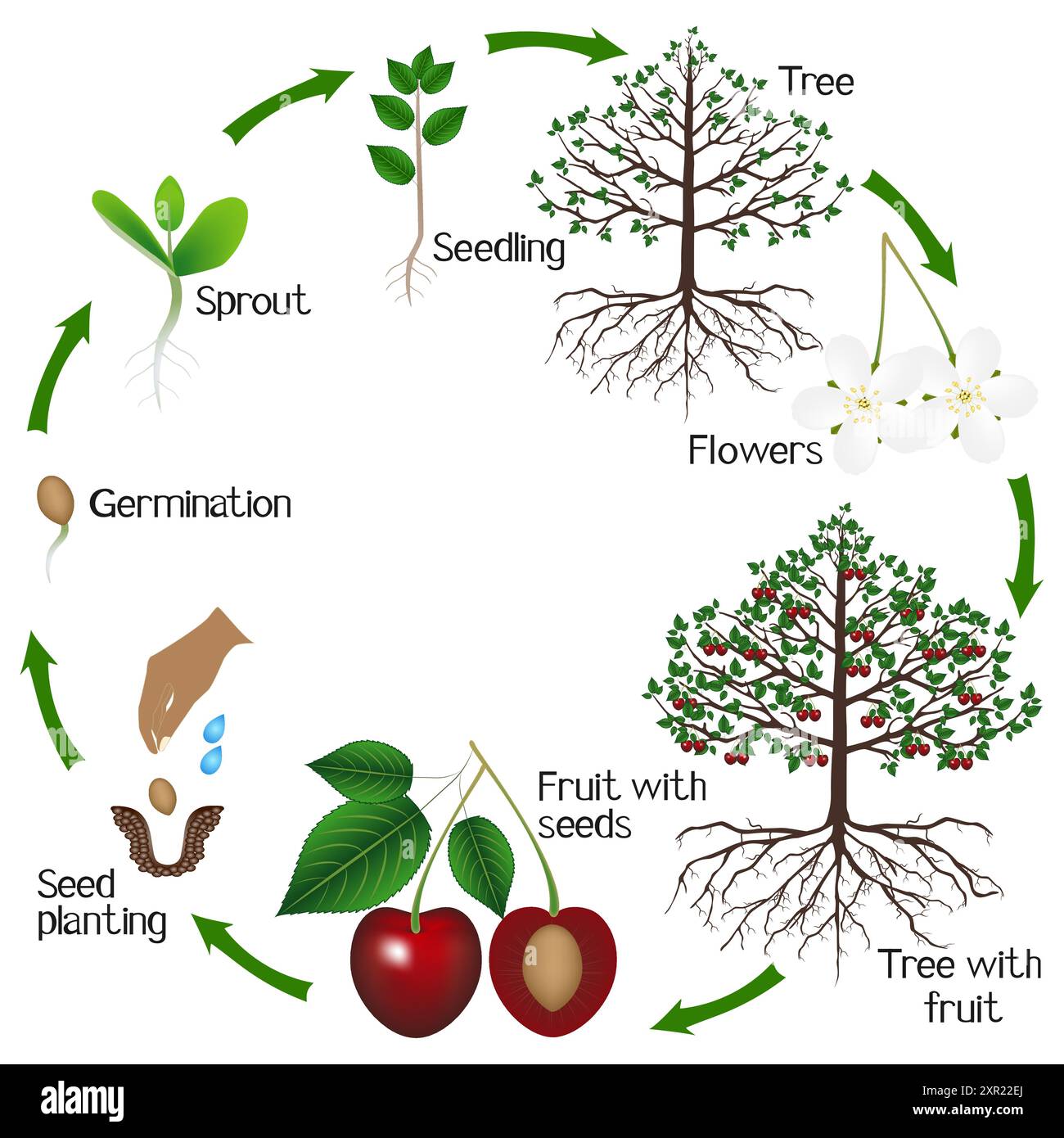 Cycle of growth of a cherry tree on a white background Stock Vector ...