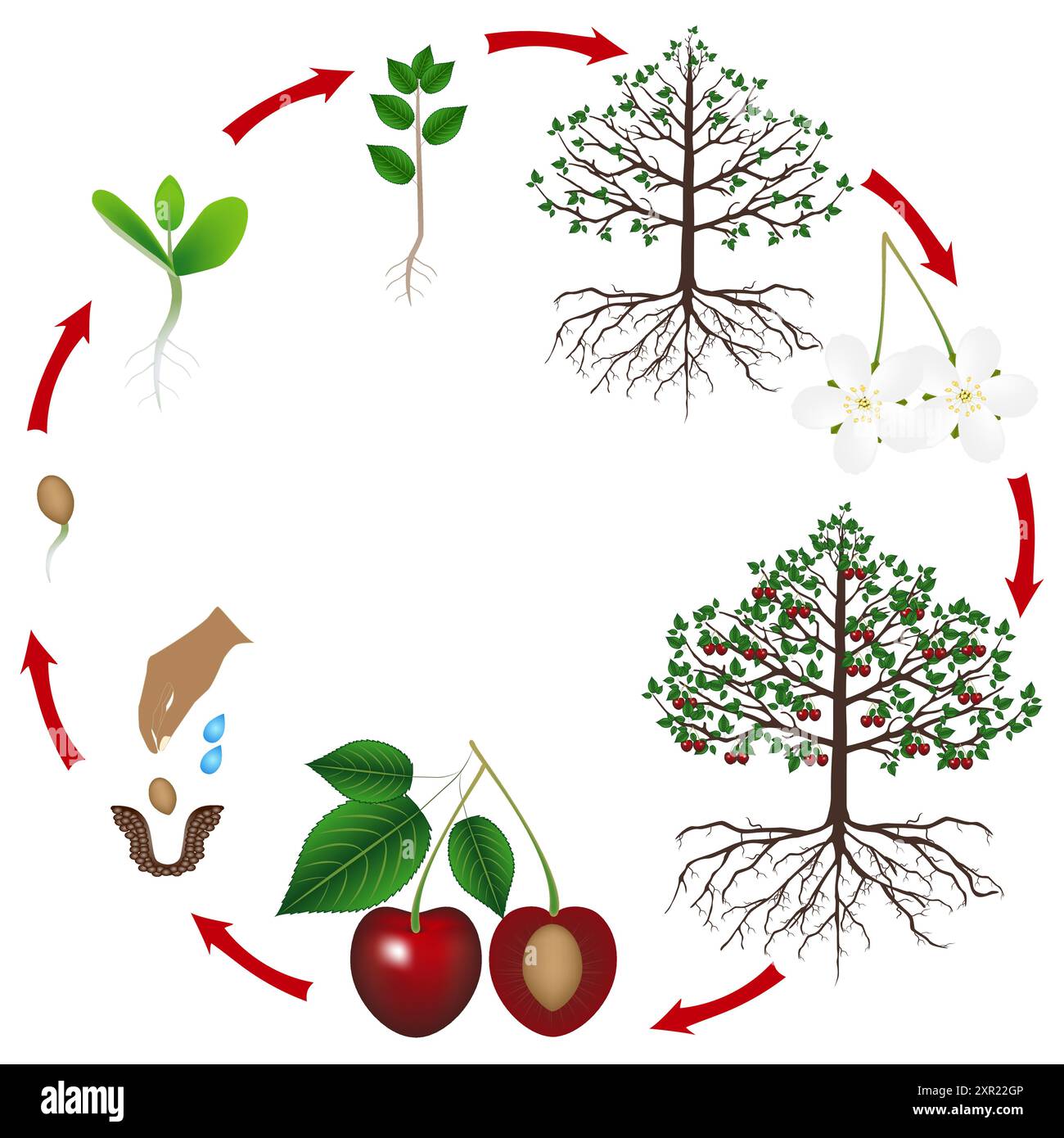 Life cycle of a cherry tree on a white background Stock Vector Image ...