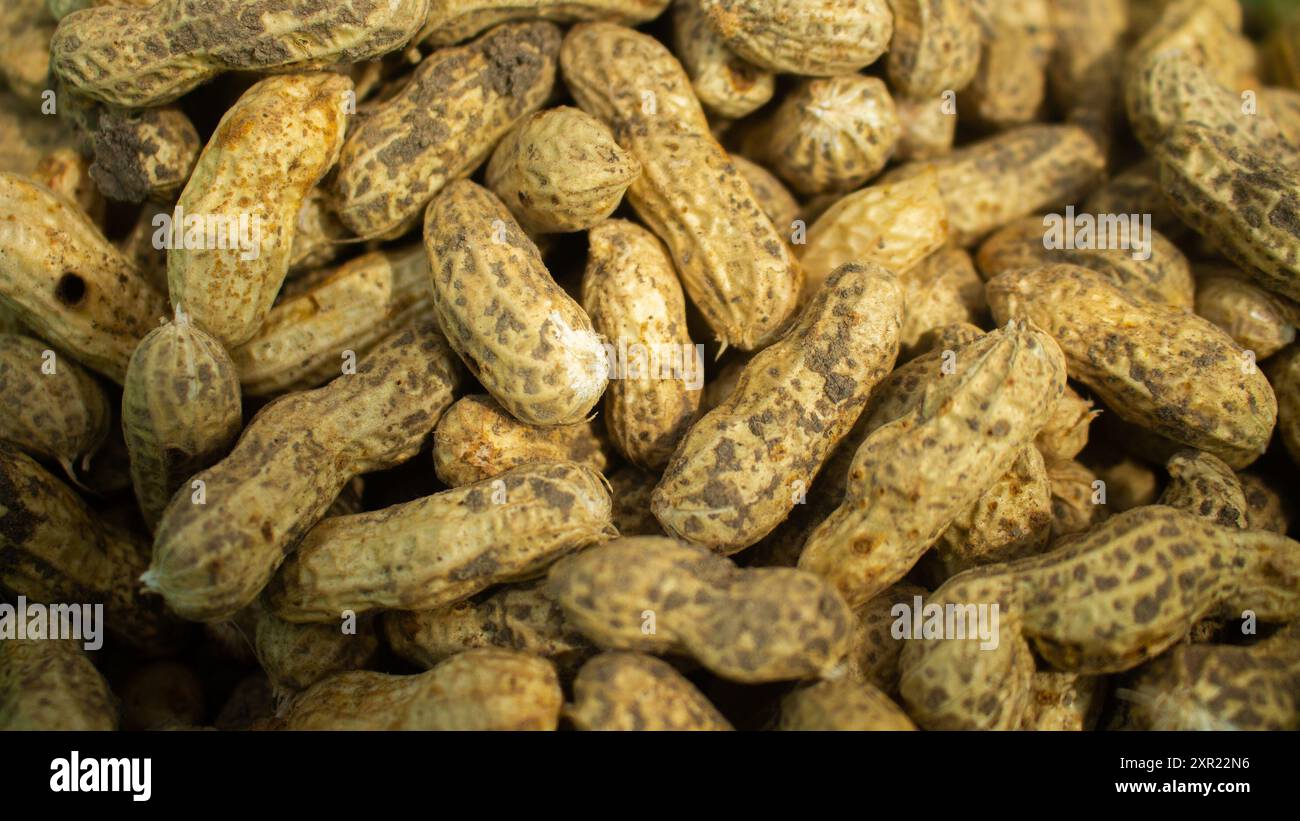 Group of fresh ground peanuts harvest from field. Perfect for themes ...