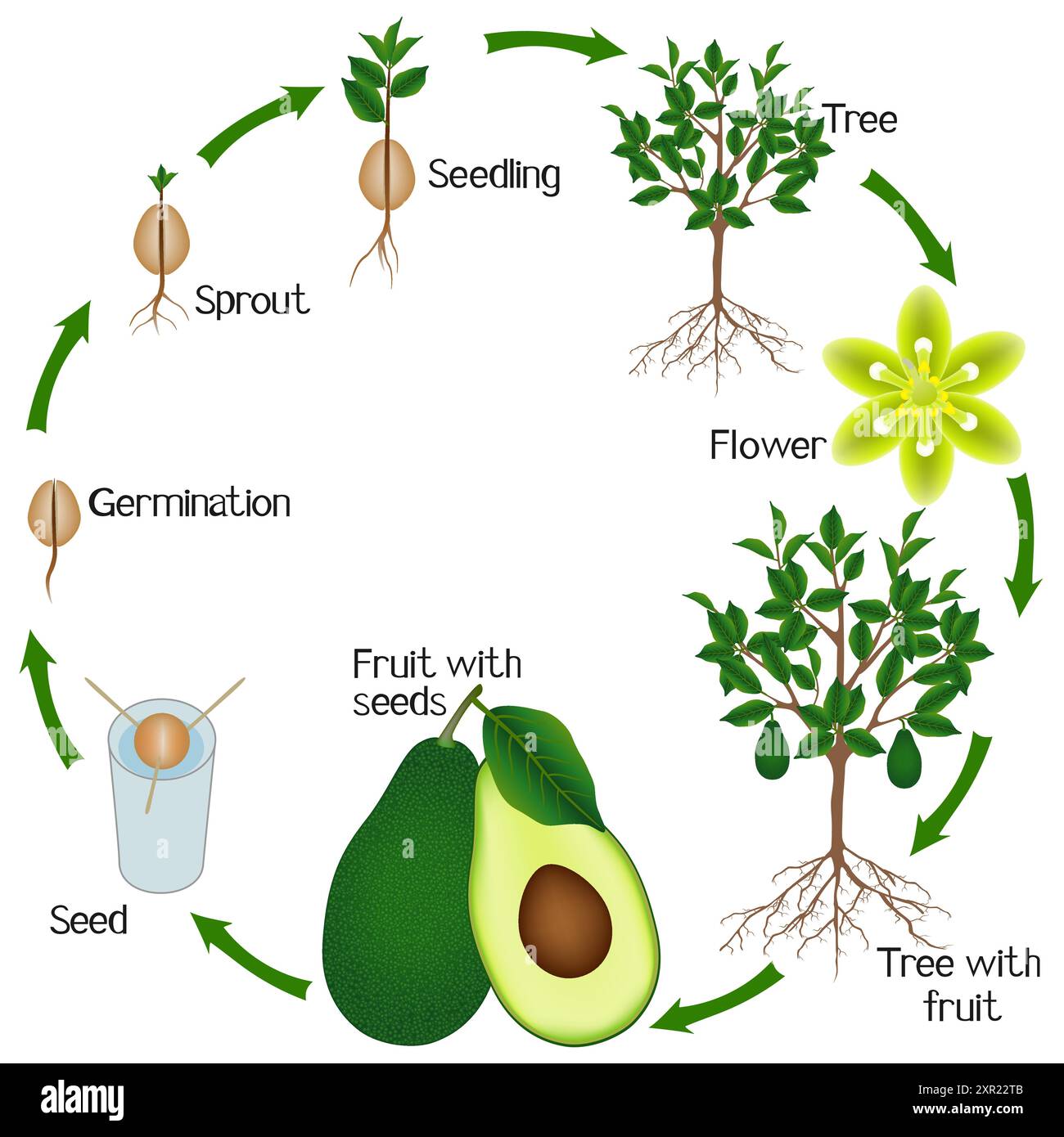 Tree life cycle diagram Cut Out Stock Images & Pictures - Alamy