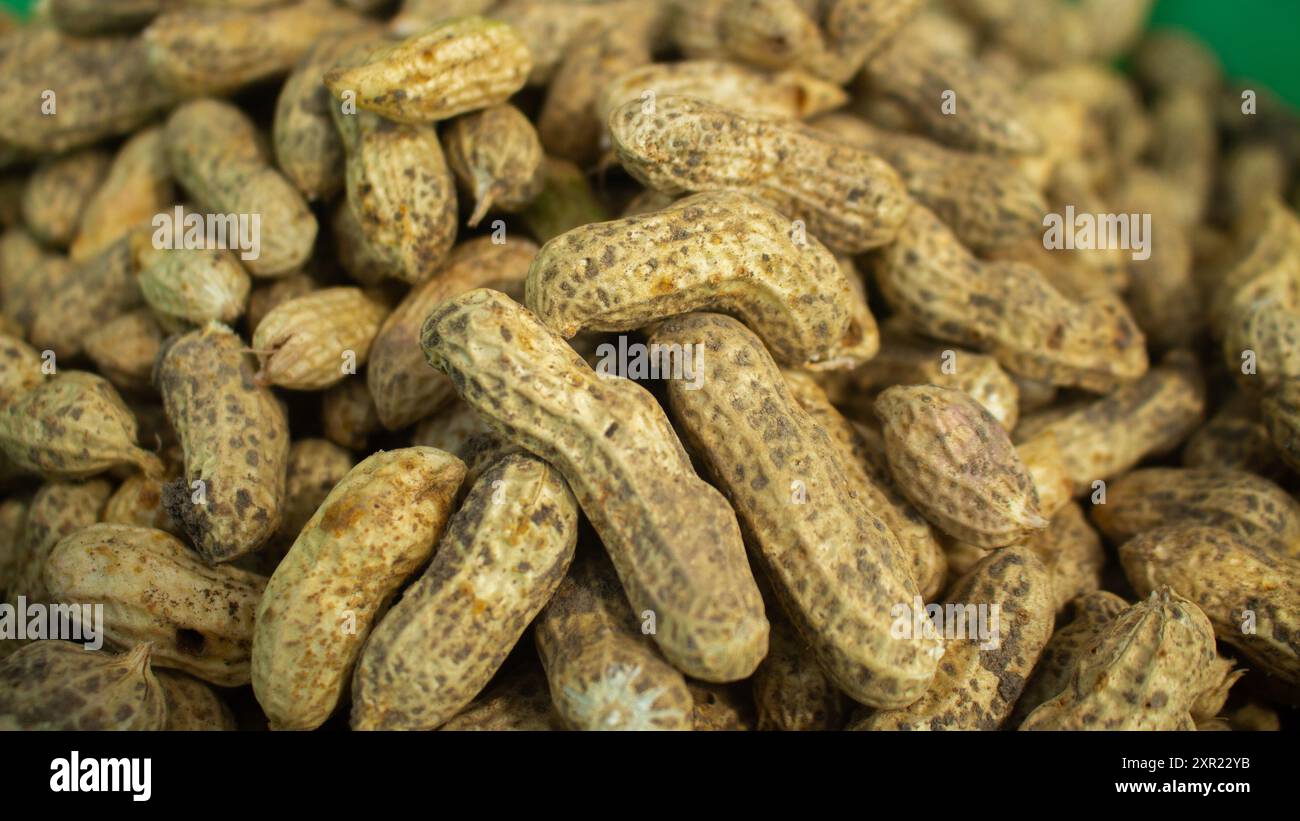 Group of fresh ground peanuts harvest from field. Perfect for themes ...