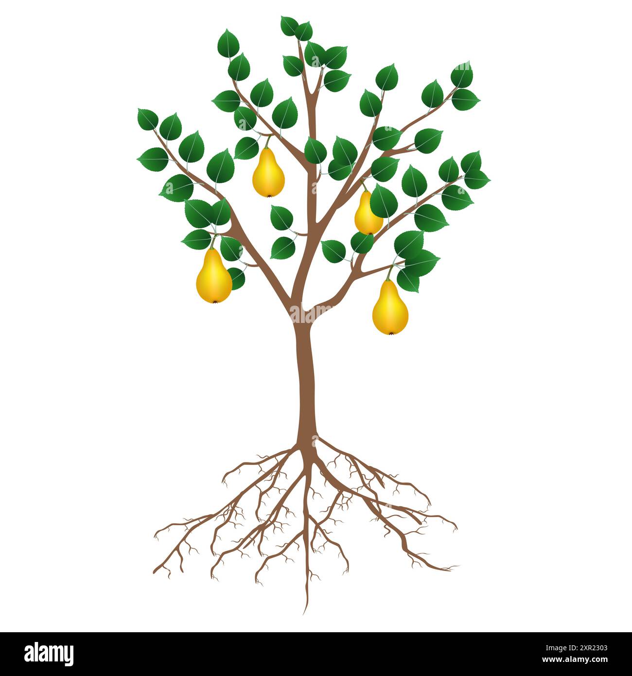 Pear growing tree Stock Vector Images - Alamy