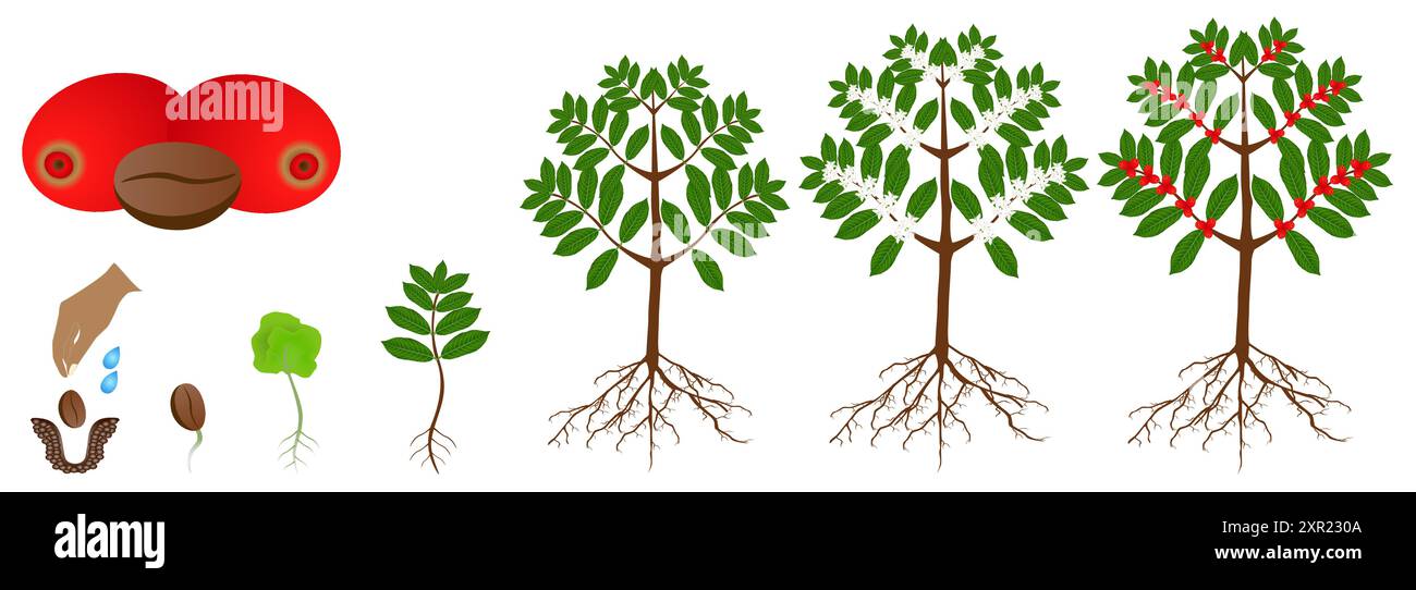 A growth cycle of coffee plants isolated on a white background Stock ...