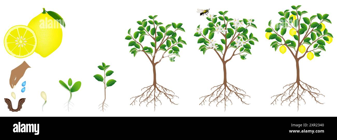 Lemon tree roots hi-res stock photography and images - Alamy