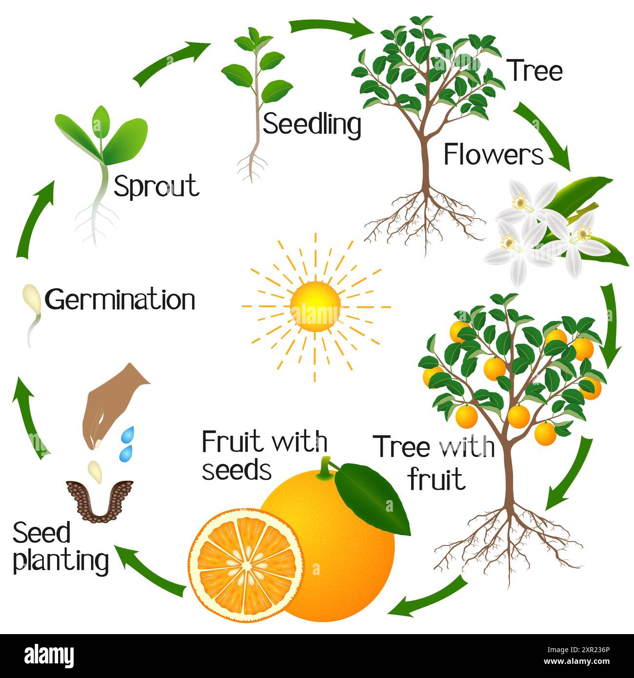 Cycle of growth of an orange tree on a white background Stock Vector ...
