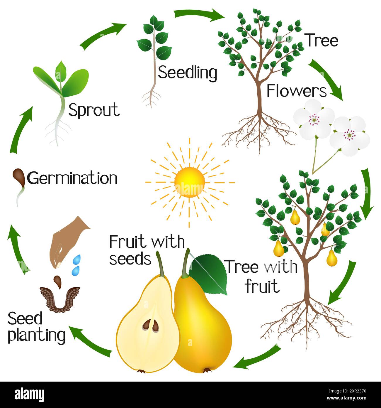 Cycle of growth of a pear tree on a white background Stock Vector Image ...