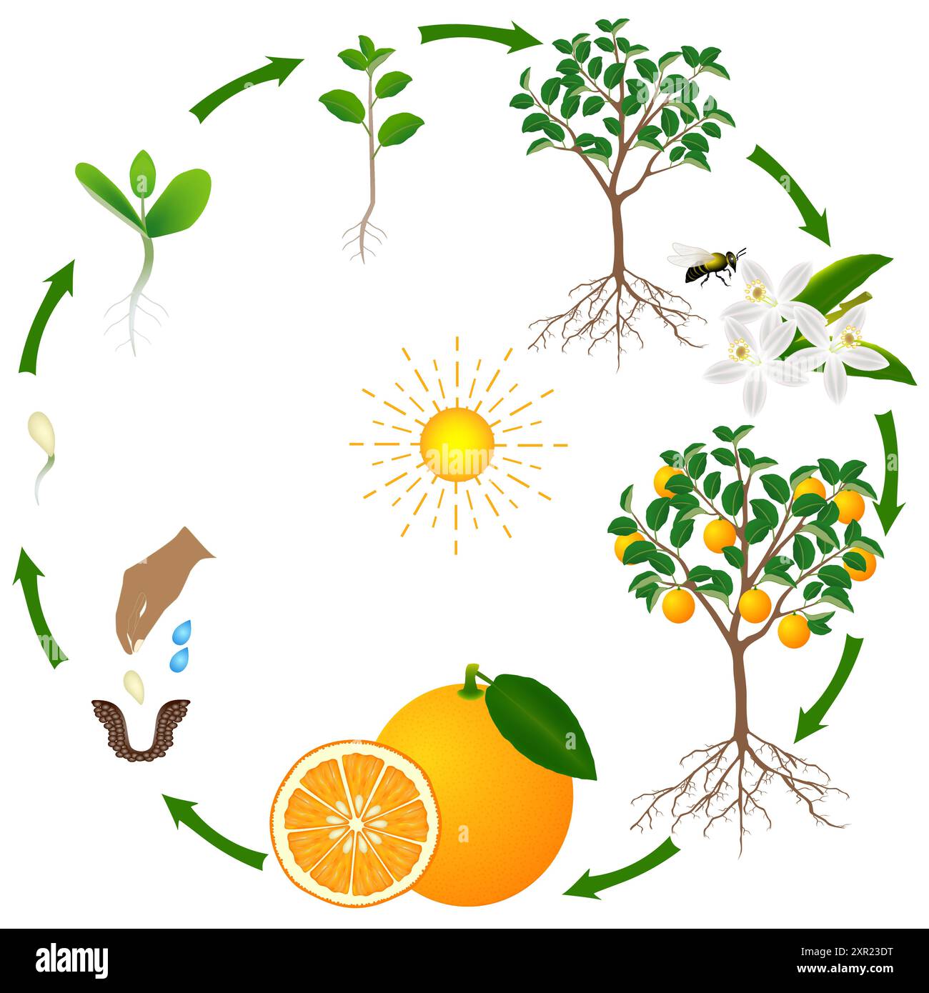 A life cycle of an orange tree on a white background Stock Vector Image ...