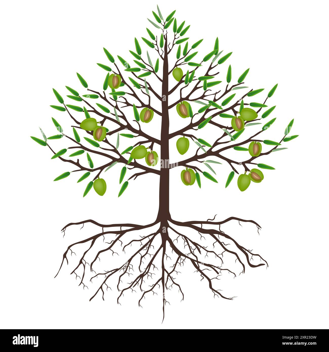 Old dry fruit tree Stock Vector Images - Alamy