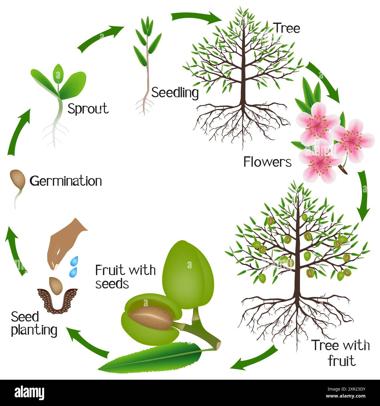 Stages of tree growth flower fruit Stock Vector Images - Alamy