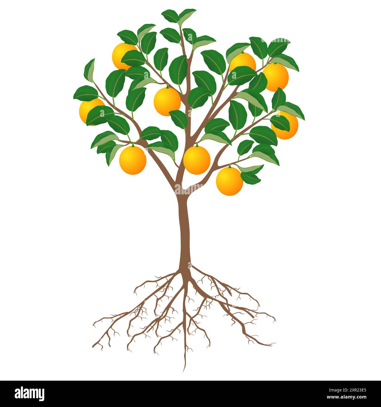 A tree of an orange with fruits and roots on a white background Stock ...