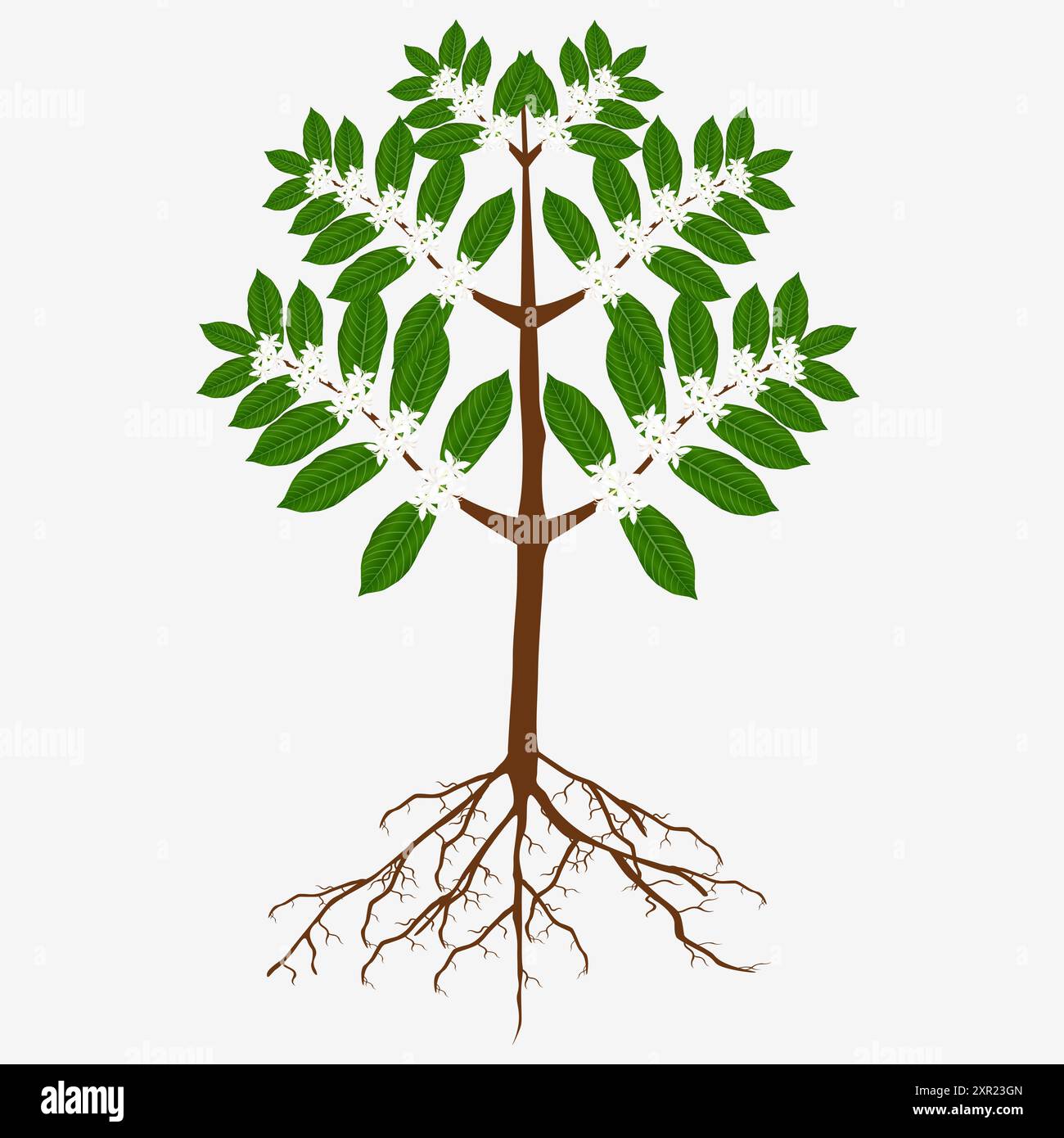 Closeup tree roots Stock Vector Images - Alamy