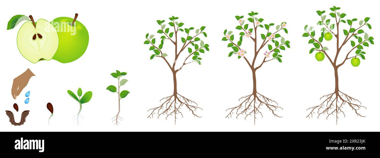 A growth cycle of an apple plant is isolated on a white background ...