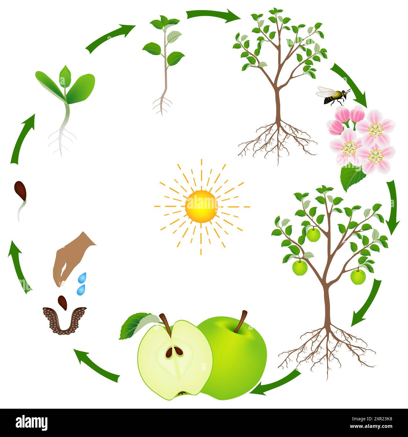 A growth cycle of an apple tree on a white background Stock Vector ...