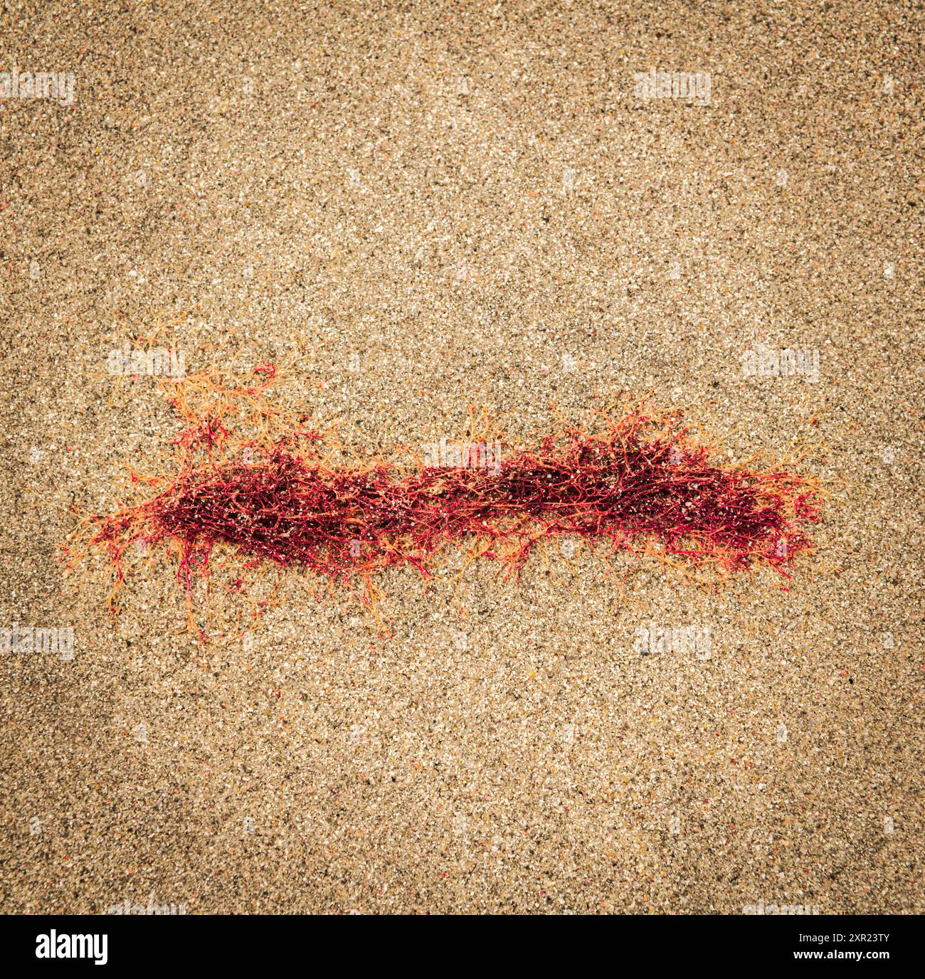 C virgatum hi-res stock photography and images - Alamy