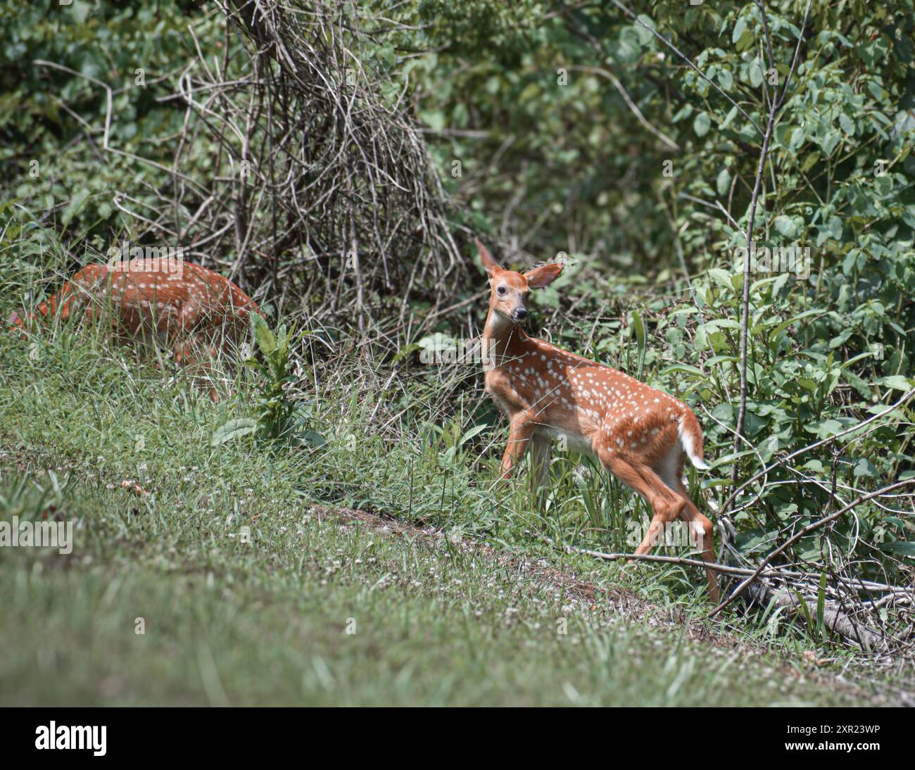Orphaned deer hi-res stock photography and images - Alamy