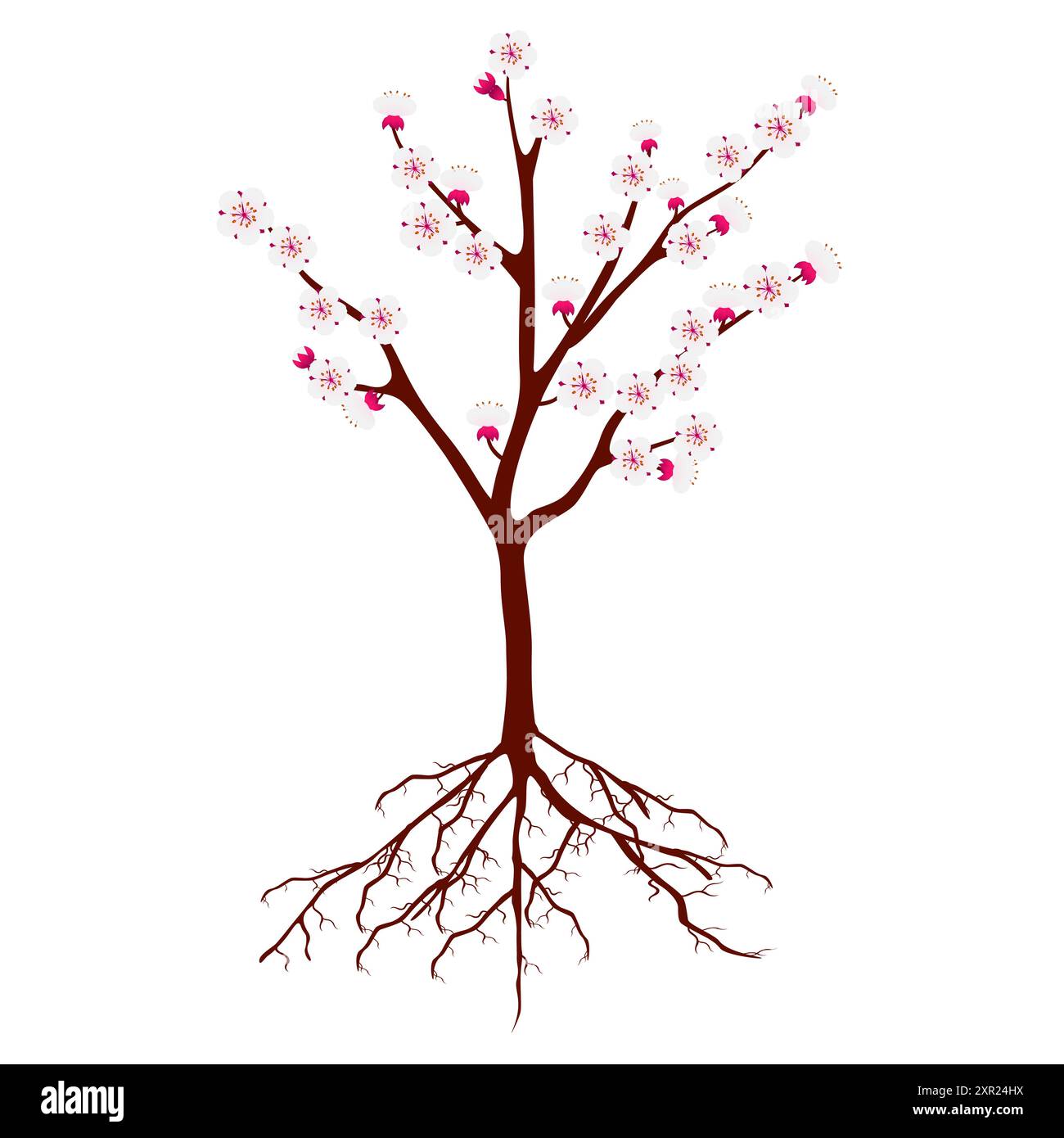 Isolated apricot blossom Stock Vector Images - Alamy