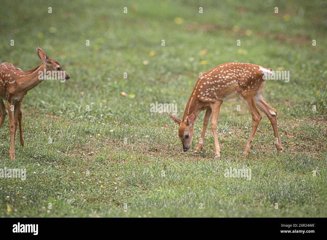 Beautiful young baby twin hi-res stock photography and images - Alamy