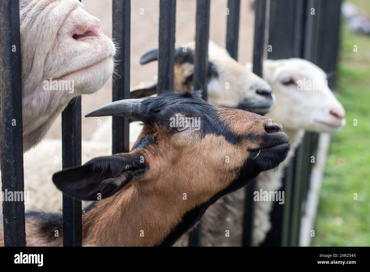 A group of goats can be observed standing behind a fence, curiously ...