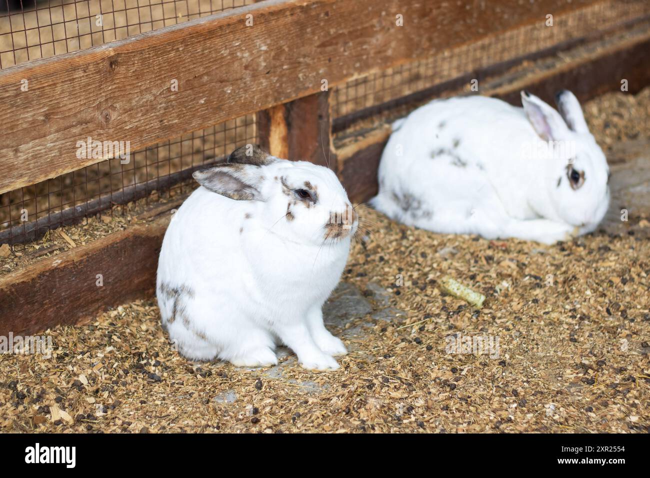 Rabbits scenery funny hi-res stock photography and images - Alamy