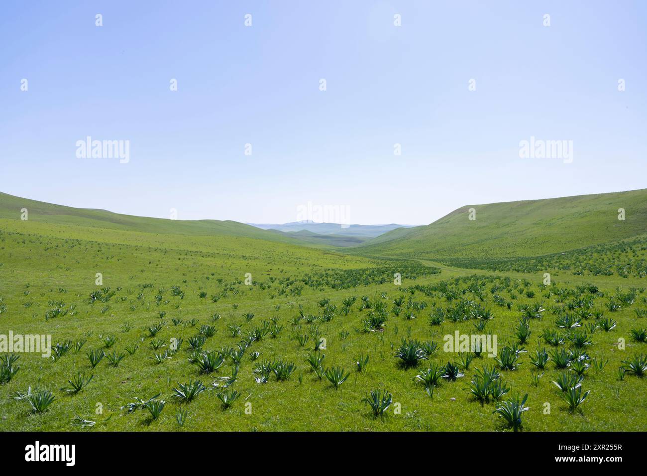 Field landscape in Kazakhstan steppe Stock Photo - Alamy