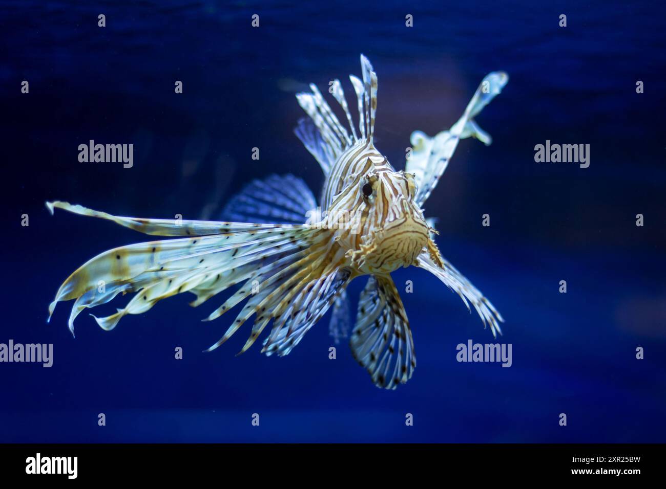 A fish that has an elongated tail is gracefully swimming through the ...